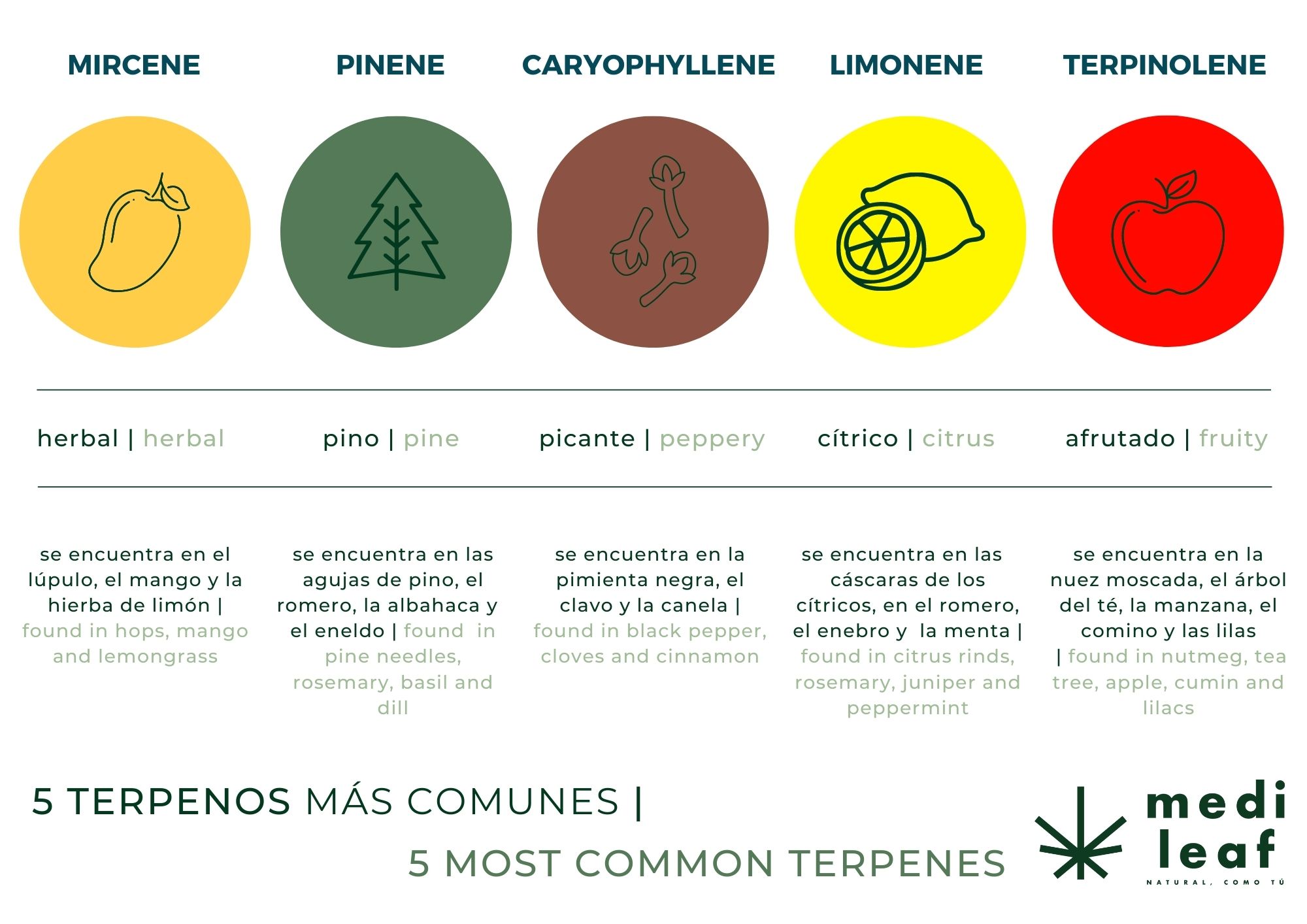 Terpenos del CBD: secretos ocultos de los terepenos | MediLeaf